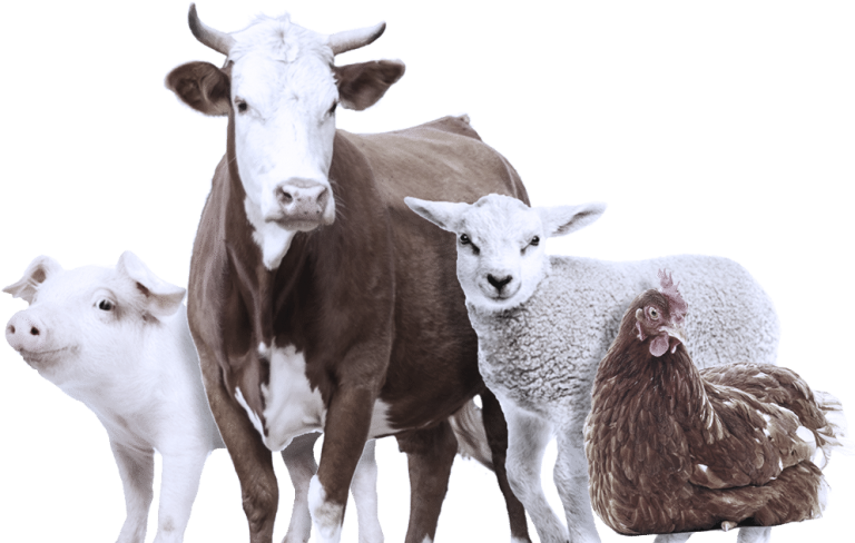 Tyse Farms | Tyse Group